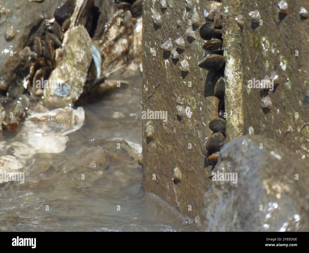 Atlantic Ribbed Mussel (Geukensia demissa Stock Photo - Alamy