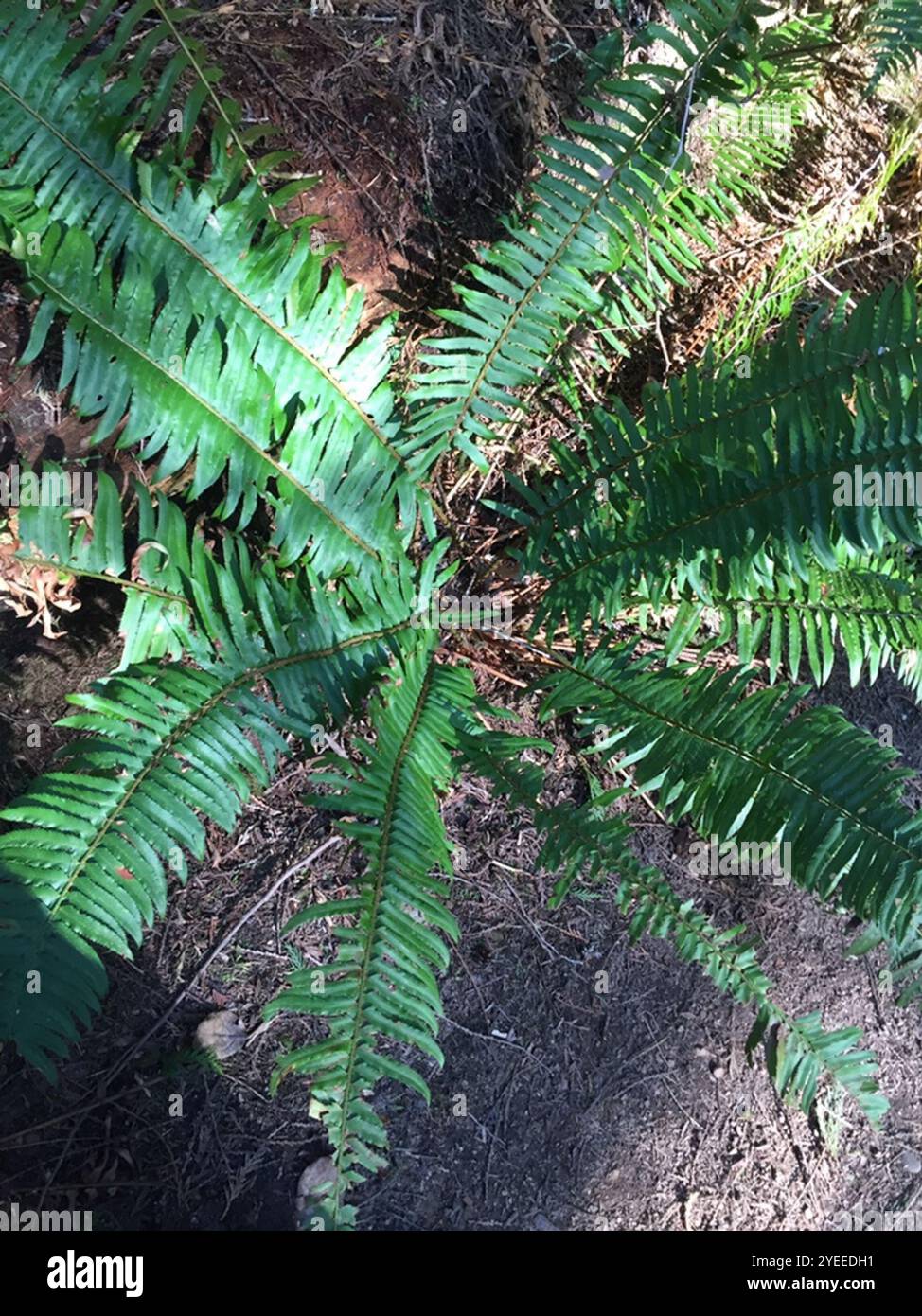 western sword fern (Polystichum munitum Stock Photo - Alamy