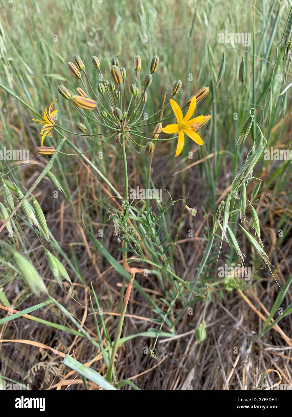 Bloomeria hi-res stock photography and images - Alamy