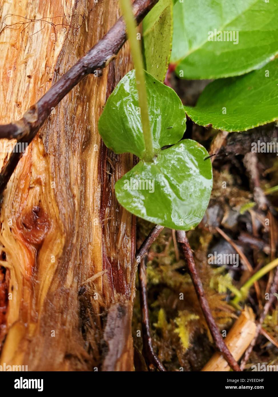 Heartleaf Twayblade (Neottia cordata Stock Photo - Alamy