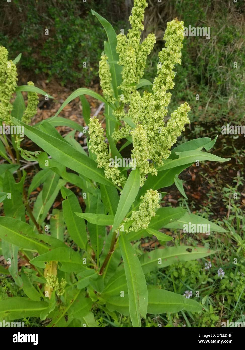 swamp dock (Rumex verticillatus Stock Photo - Alamy
