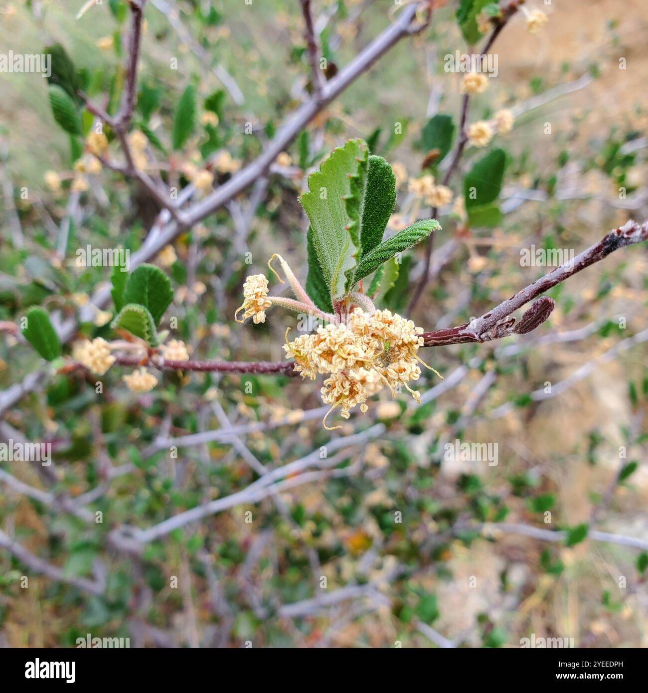 Birchleaf Mountain Mahogany (Cercocarpus betuloides Stock Photo - Alamy