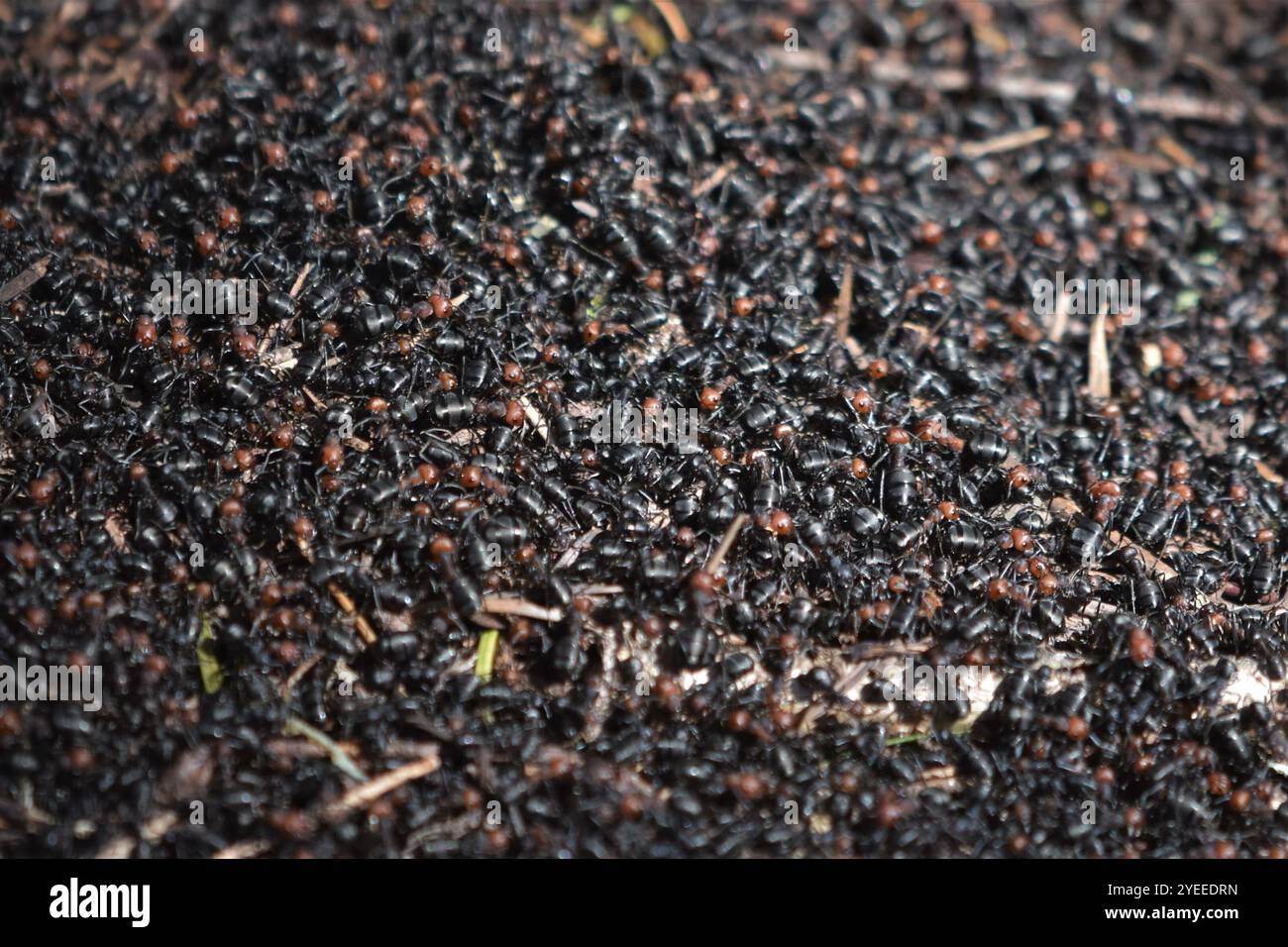 Western thatching ant hi-res stock photography and images - Alamy