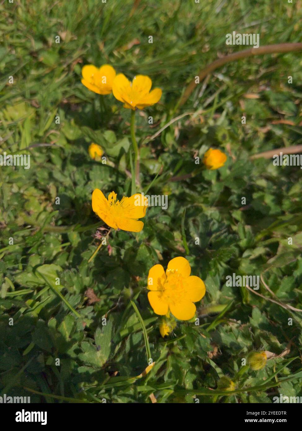 Creeping buttercup (Ranunculus repens Stock Photo - Alamy
