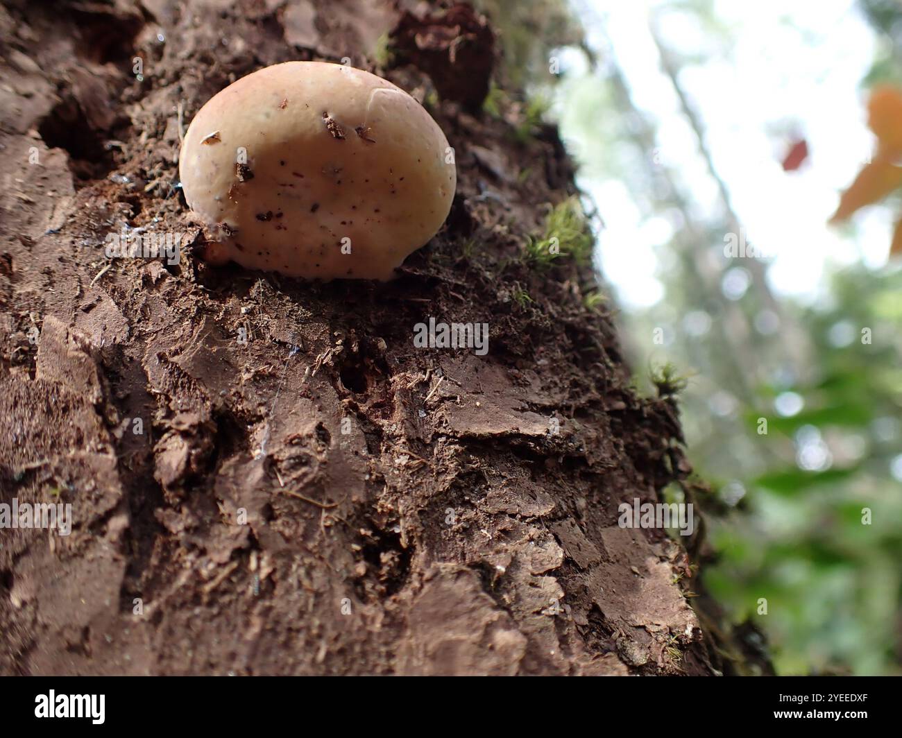 Veiled Polypore (Cryptoporus volvatus Stock Photo - Alamy