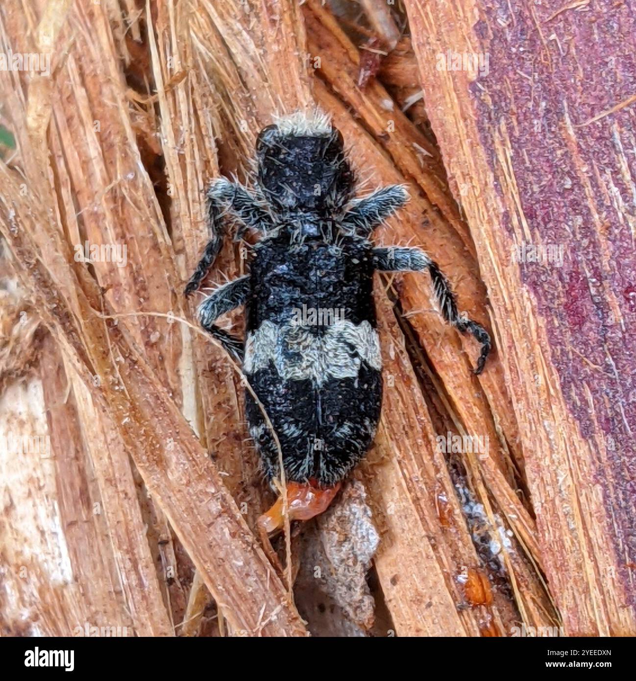 Red-bellied Clerid (Enoclerus sphegeus Stock Photo - Alamy