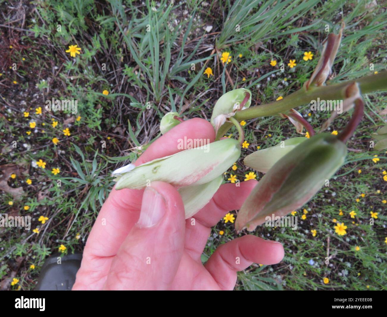Yucca moth hi-res stock photography and images - Alamy