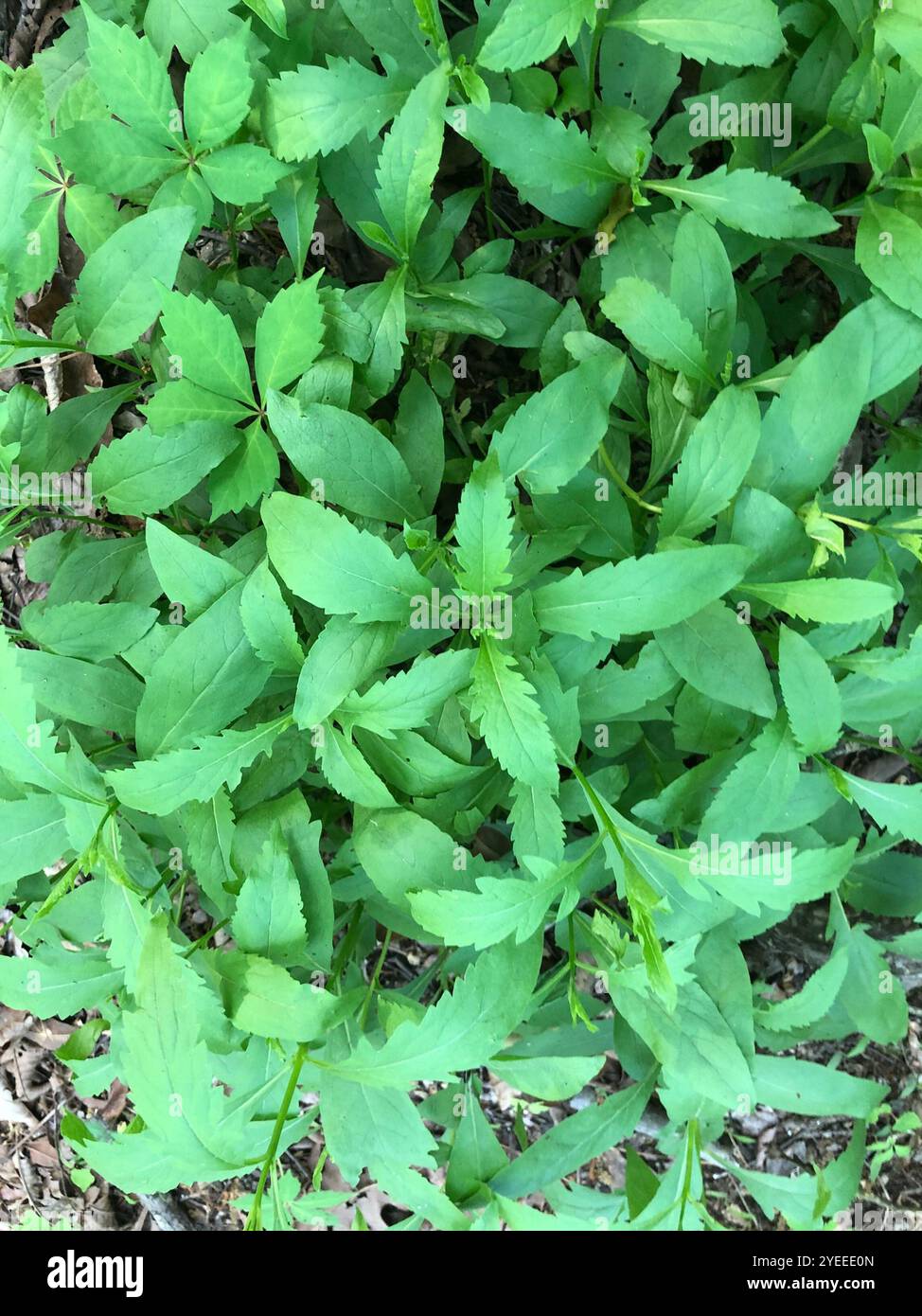 downy yellow false foxglove (Aureolaria virginica Stock Photo - Alamy