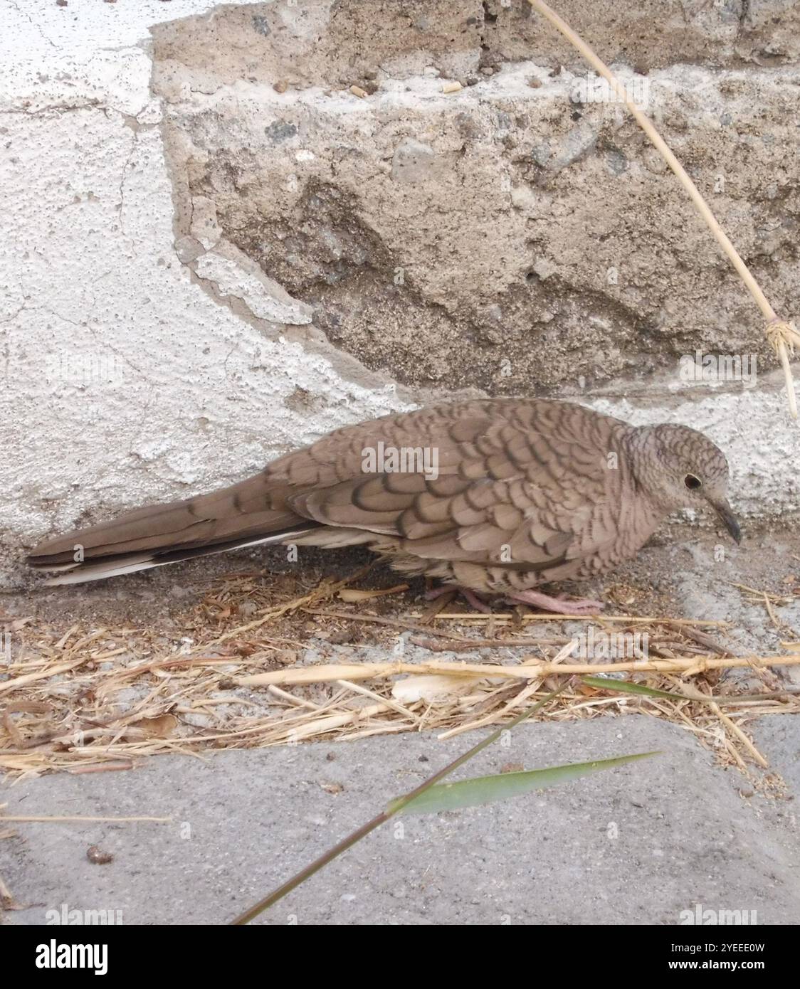 Inca Dove (Columbina inca Stock Photo - Alamy