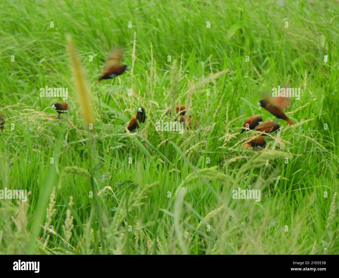 Chestnut Munia (Lonchura atricapilla Stock Photo - Alamy