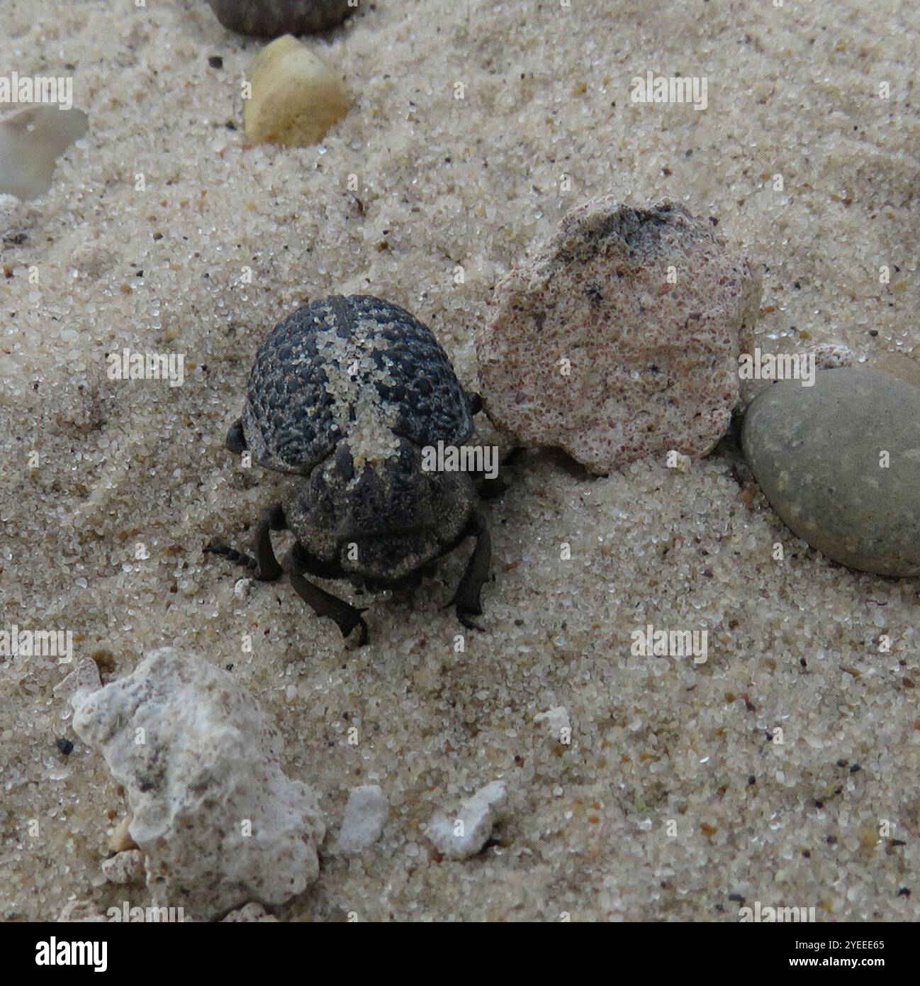 Carcass Beetles (Omorgus Stock Photo - Alamy