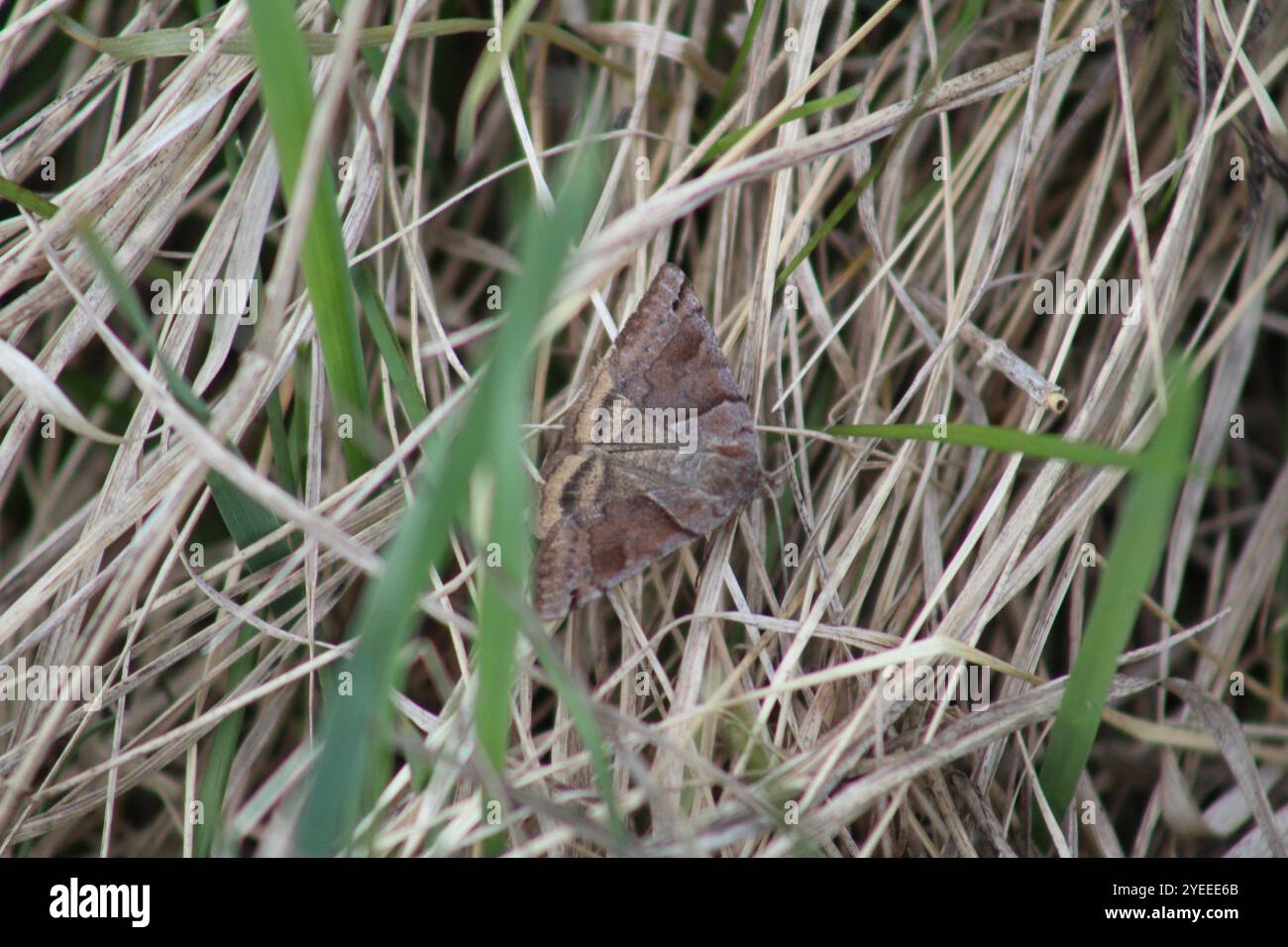 Crassiuscula hi-res stock photography and images - Alamy