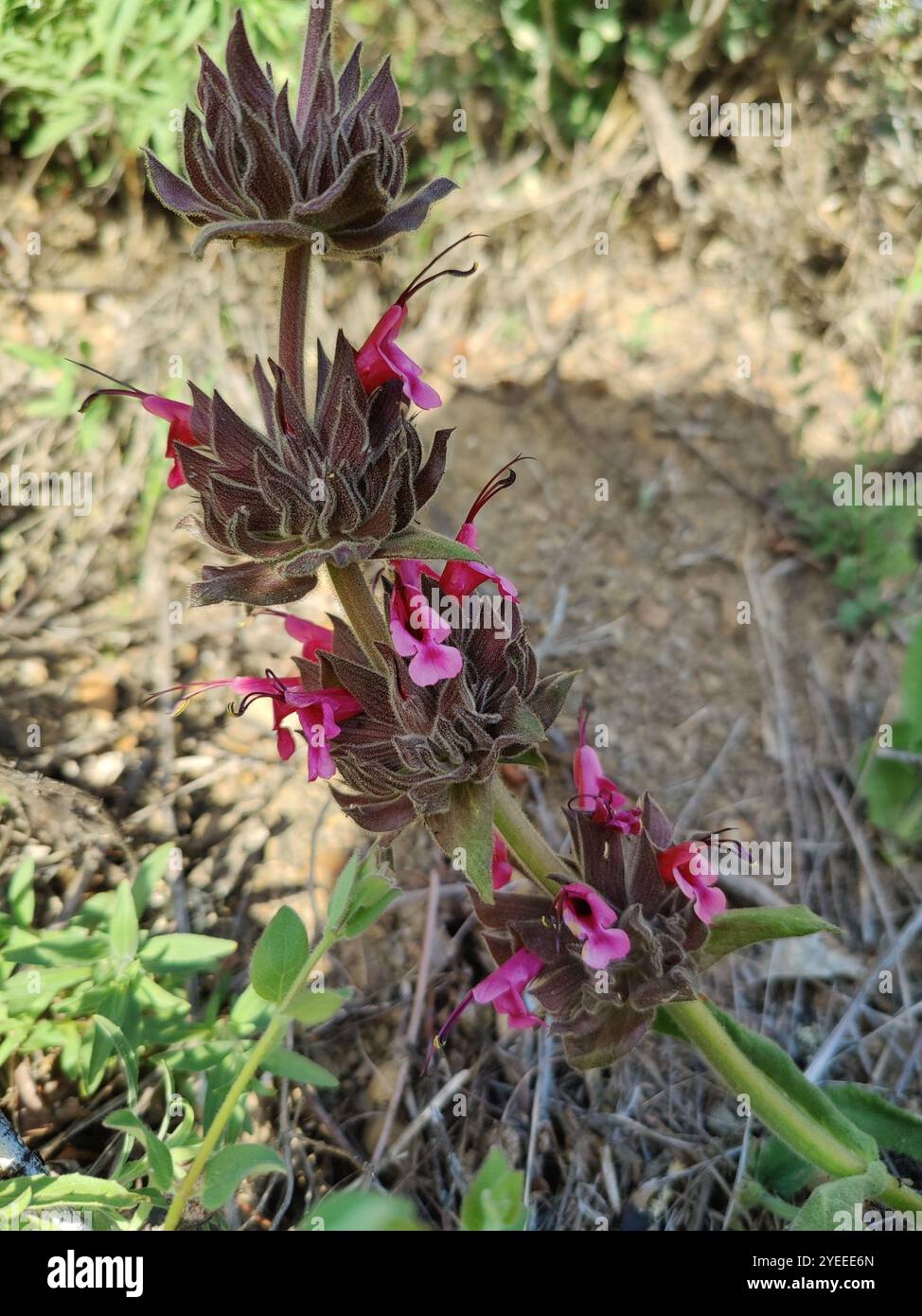 Hummingbird Sage (Salvia spathacea Stock Photo - Alamy