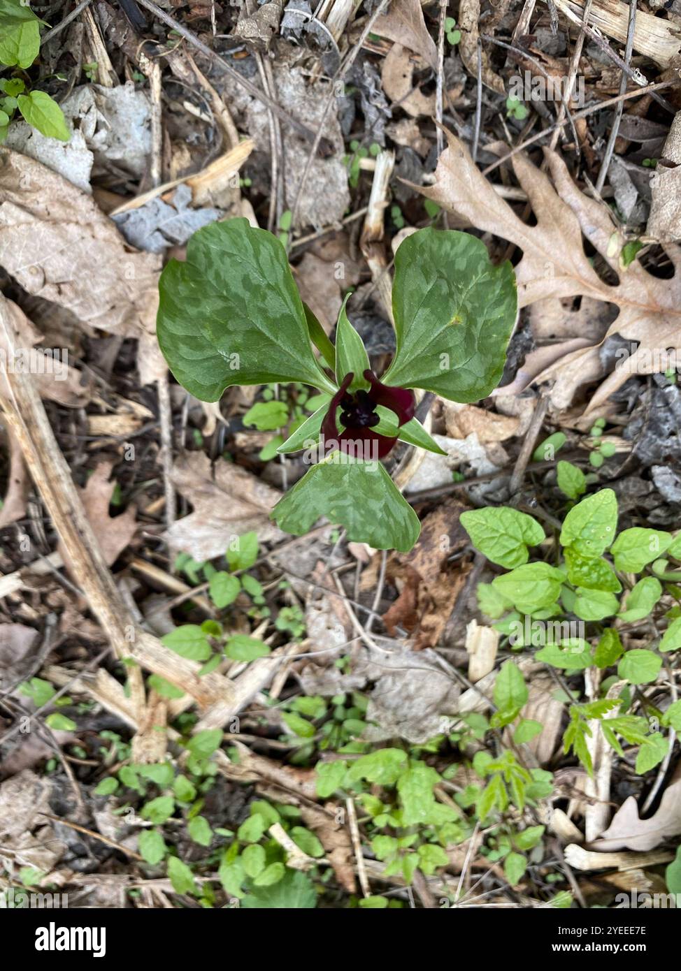 prairie trillium (Trillium recurvatum Stock Photo - Alamy