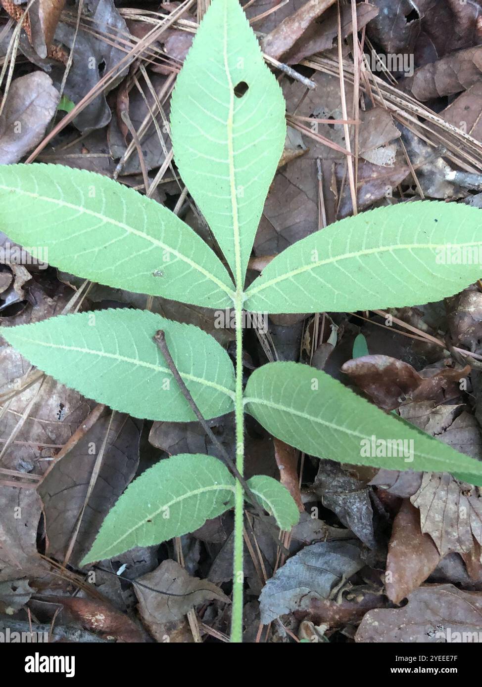 sand hickory (Carya pallida Stock Photo - Alamy