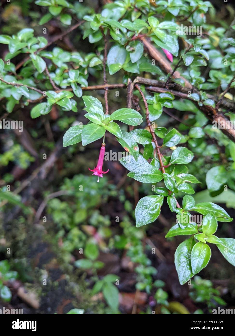Fuchsia microphylla hi-res stock photography and images - Alamy
