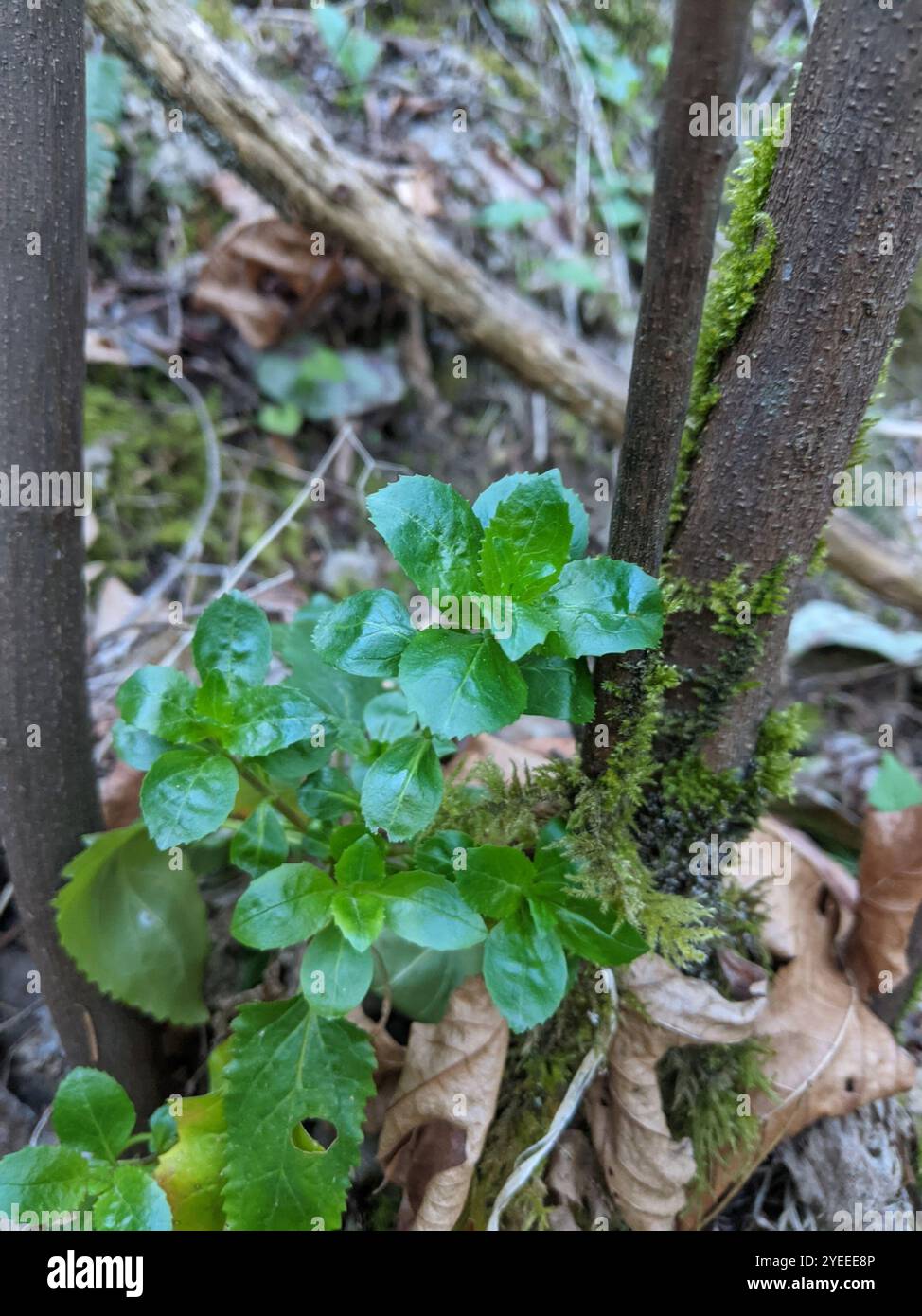 Cascade penstemon hi-res stock photography and images - Alamy