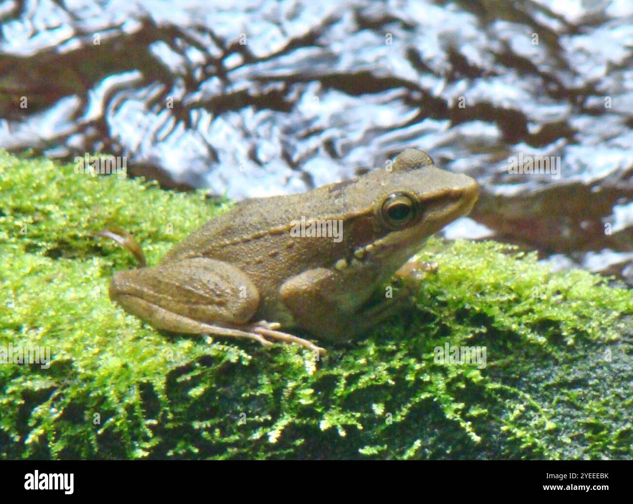 Chalcorana chalconota hi-res stock photography and images - Alamy