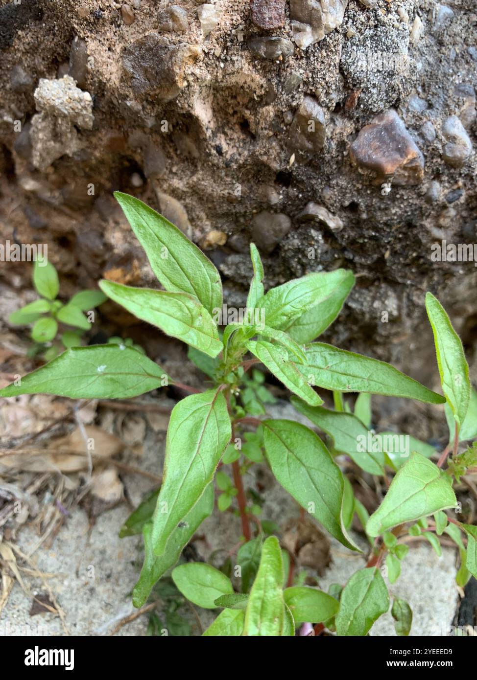Pennsylvania pellitory (Parietaria pensylvanica Stock Photo - Alamy