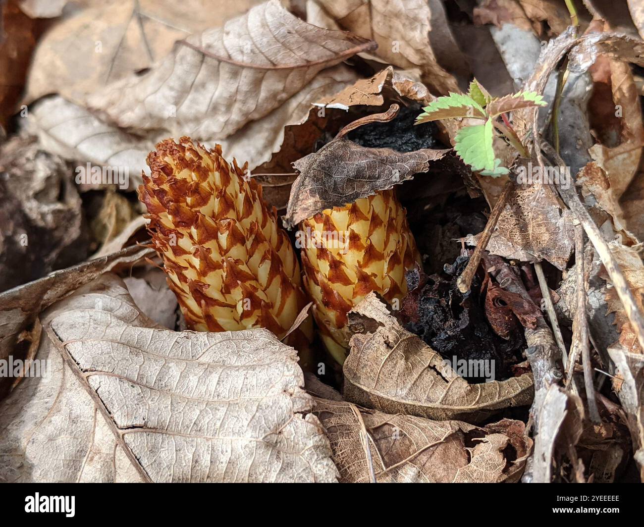 American cancer-root (Conopholis americana Stock Photo - Alamy