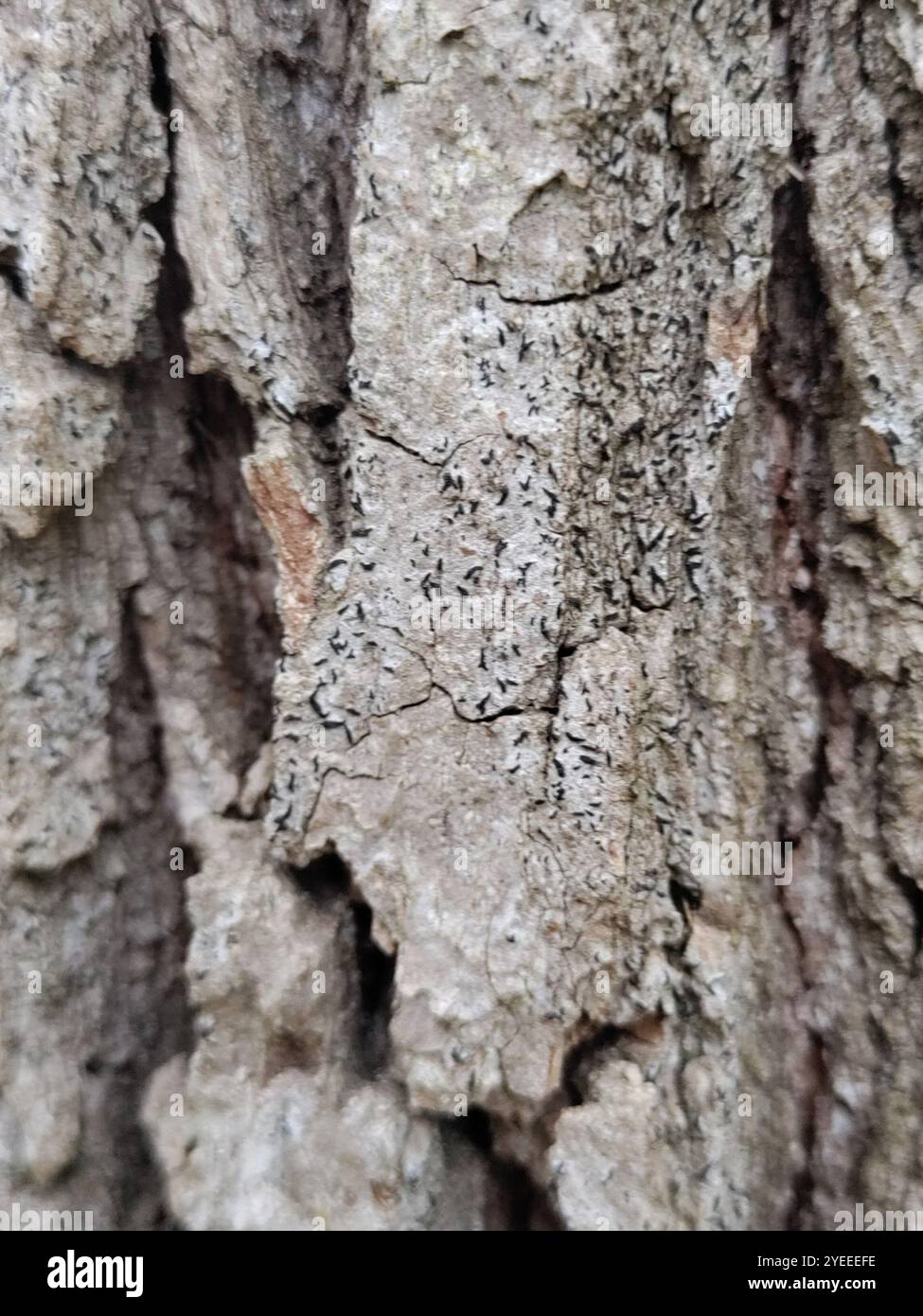 Common Script Lichen (Graphis scripta Stock Photo - Alamy