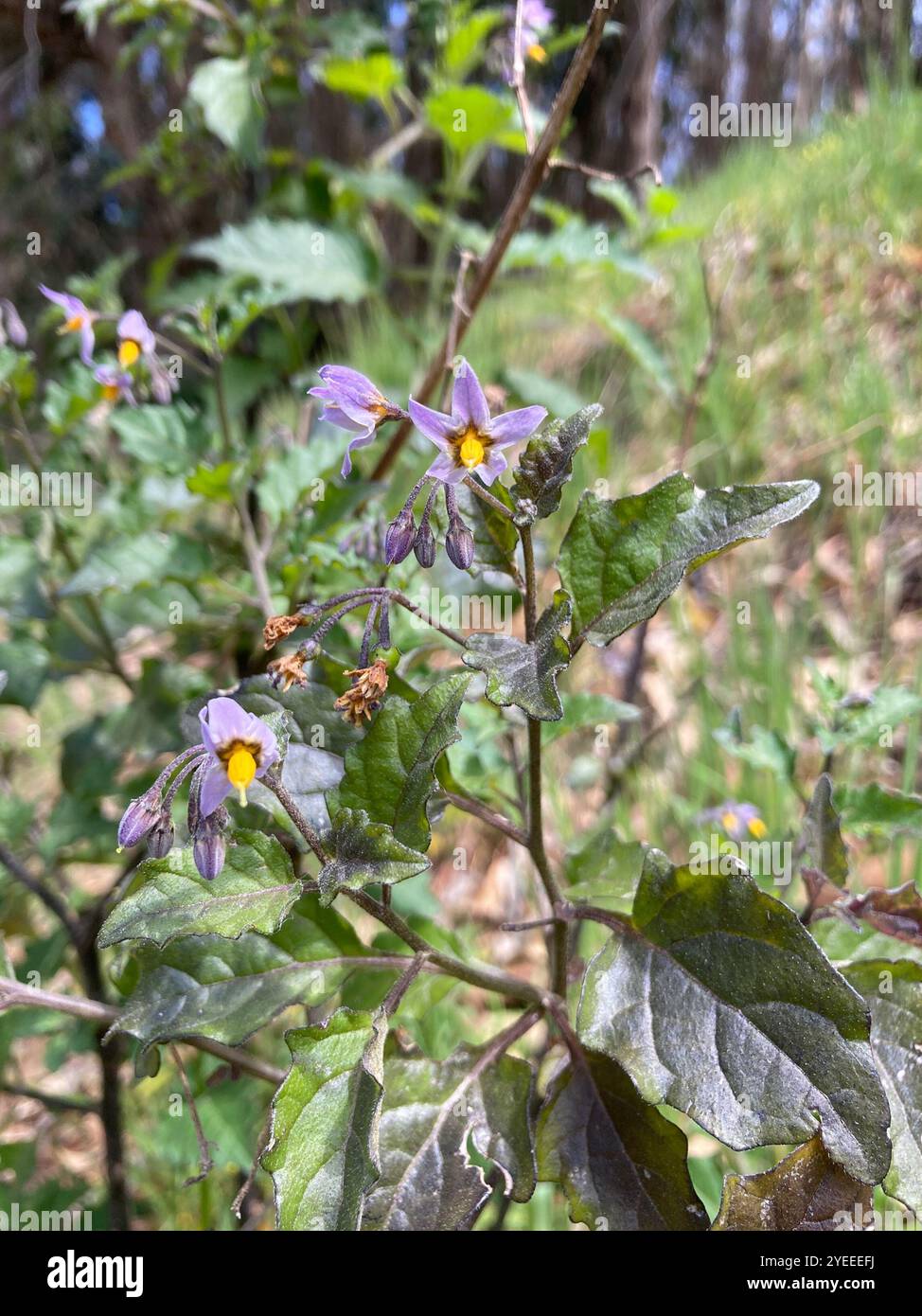greenspot nightshade (Solanum douglasii Stock Photo - Alamy