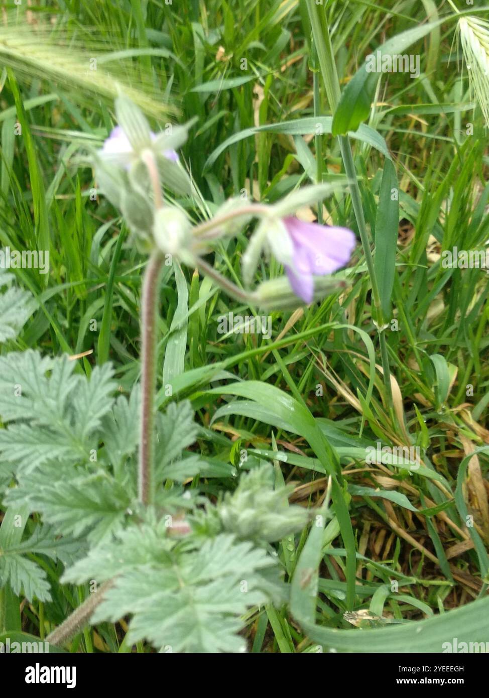 Geranium family (Geraniaceae Stock Photo - Alamy