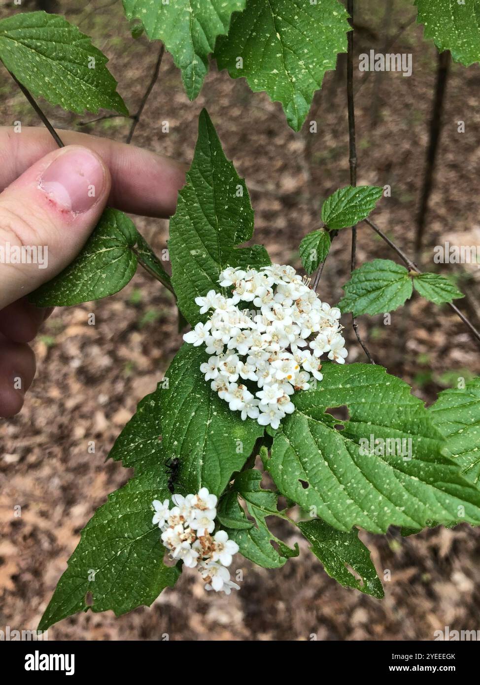 downy arrowwood (Viburnum rafinesqueanum Stock Photo - Alamy