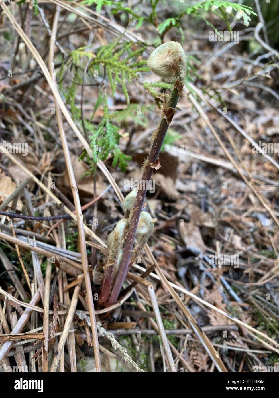 American royal fern hi-res stock photography and images - Alamy