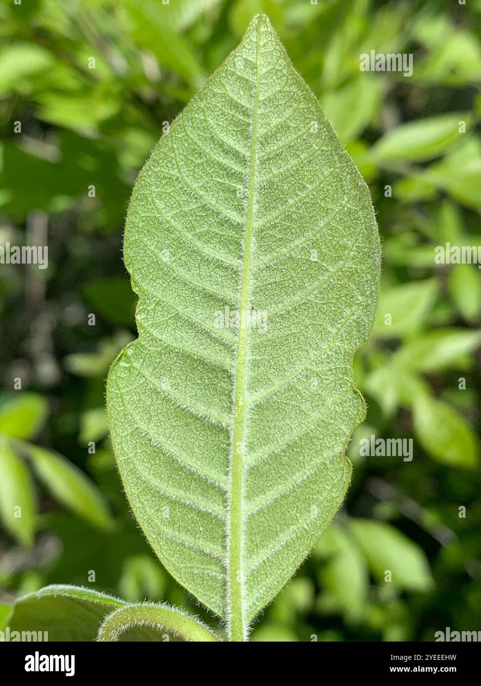 Oregon Ash (Fraxinus latifolia Stock Photo - Alamy