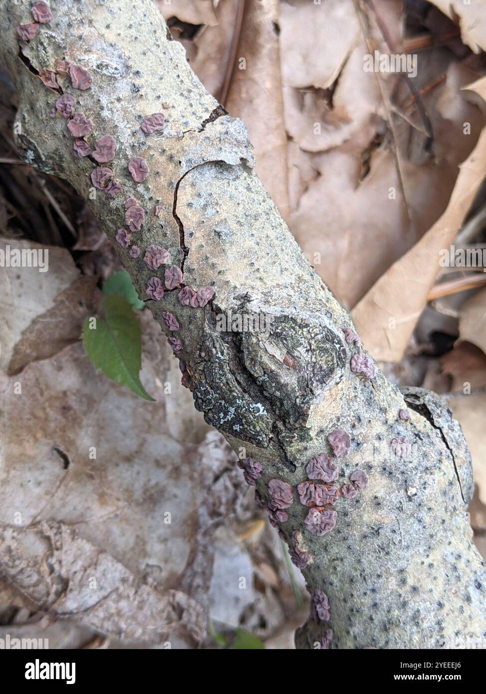 Red Tree Brain Fungus (Peniophora rufa Stock Photo - Alamy
