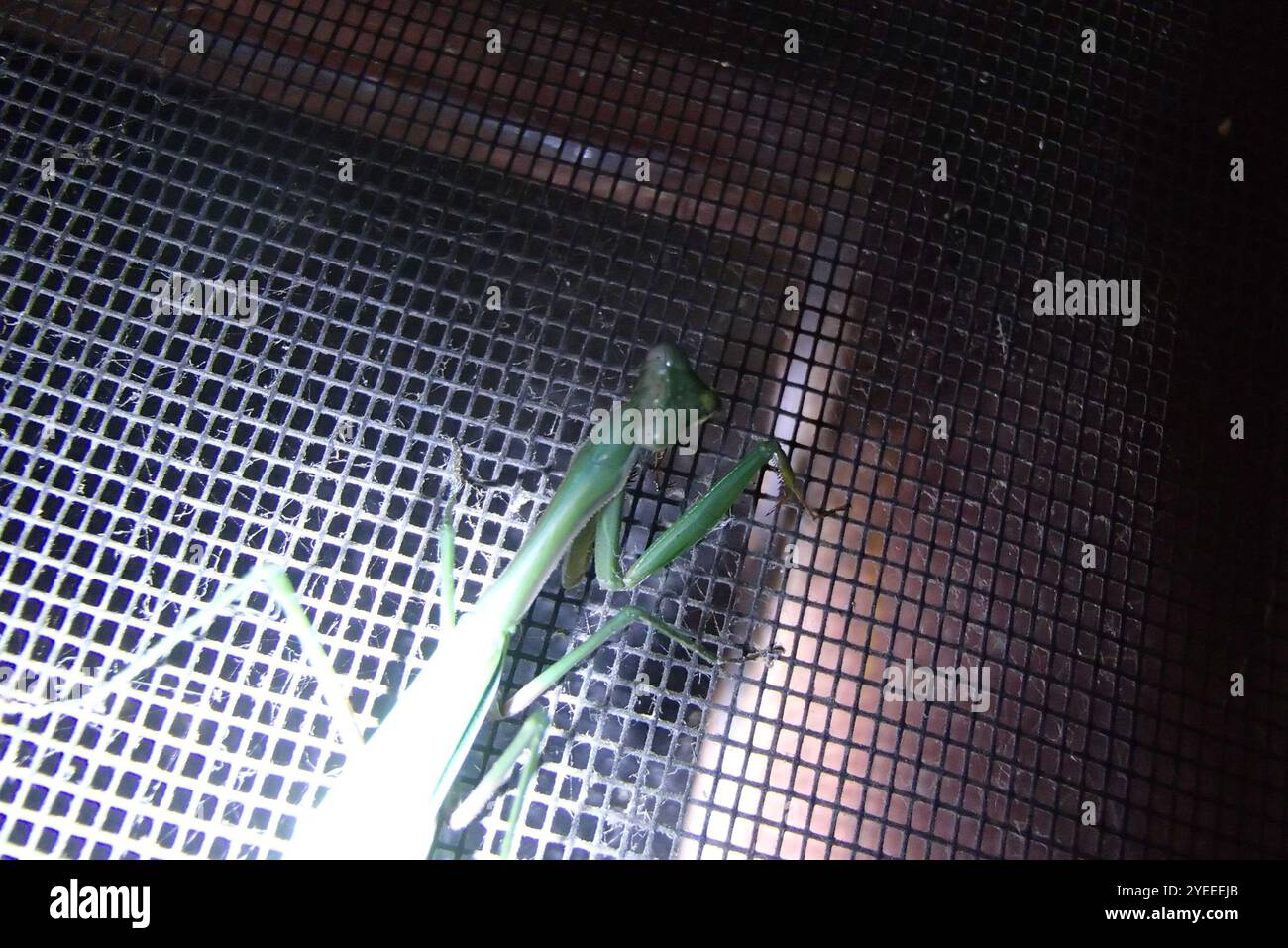 False garden mantis hi-res stock photography and images - Alamy