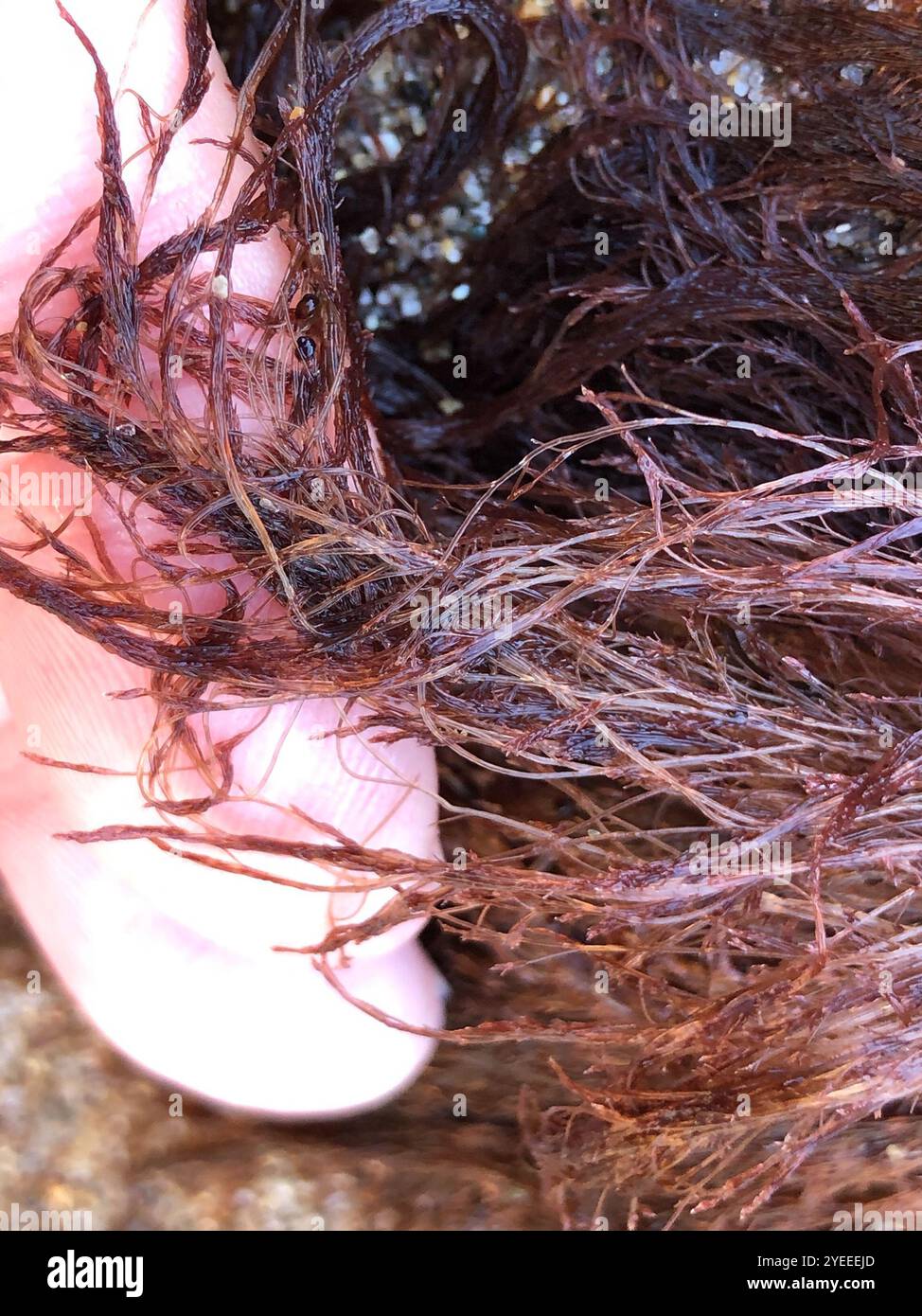 red algae (Rhodophyta Stock Photo - Alamy