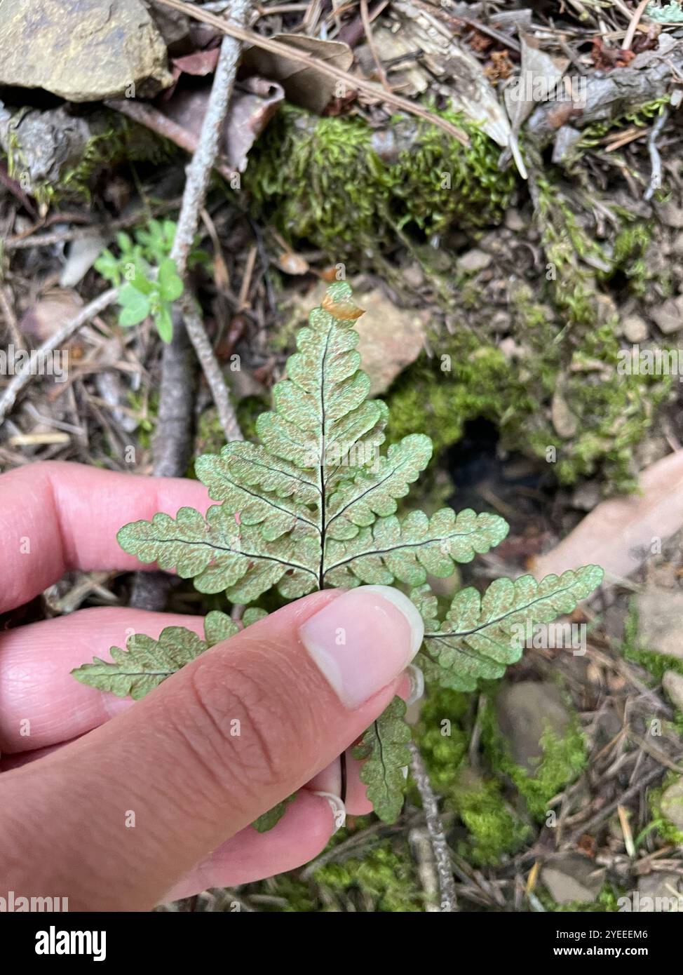 goldback fern (Pentagramma triangularis Stock Photo - Alamy