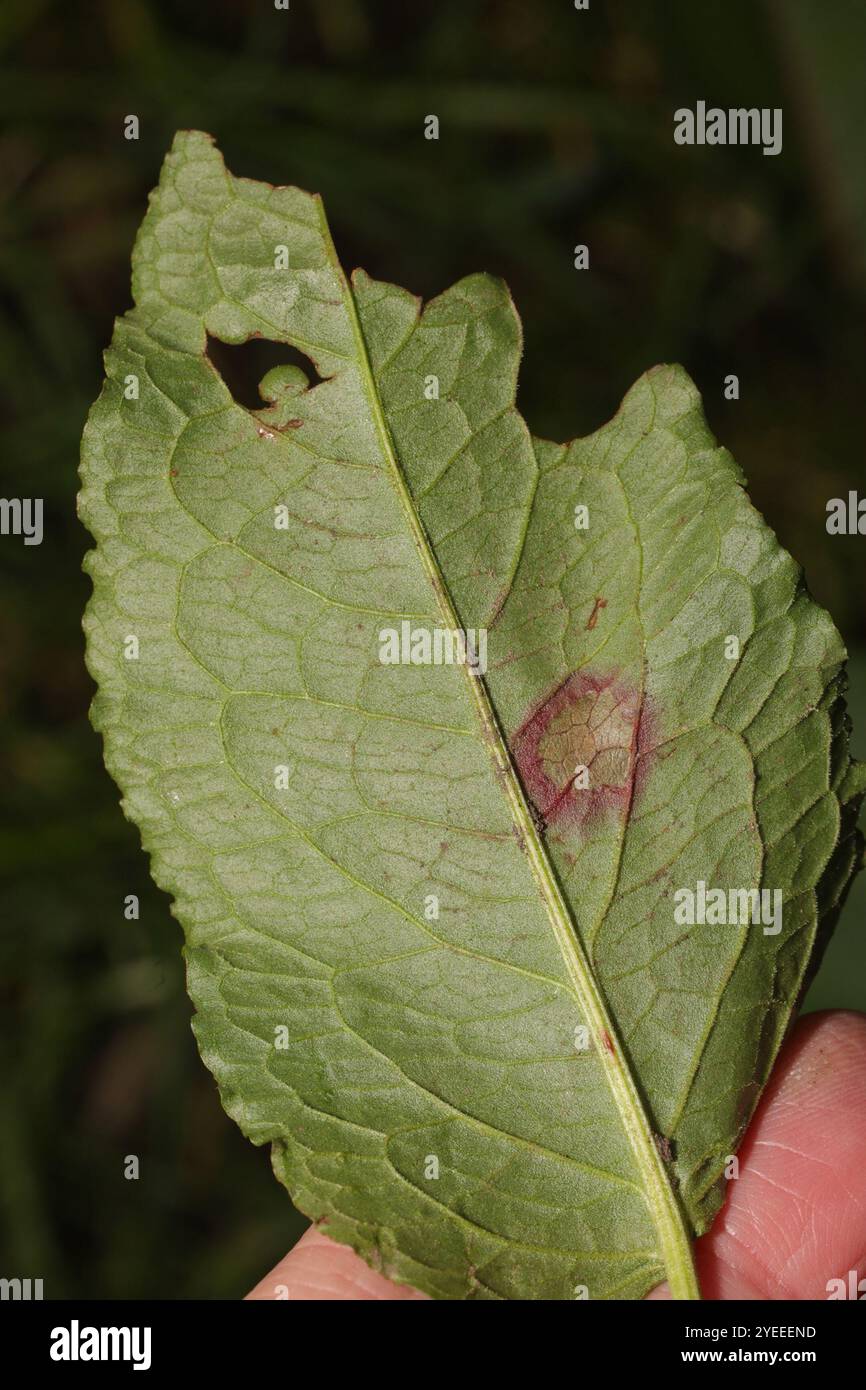 Red Dock Spot (Ramularia rubella Stock Photo - Alamy