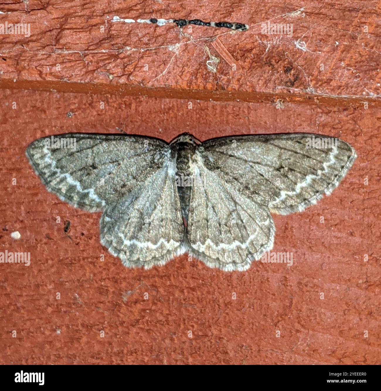 Small Engrailed (Ectropis crepuscularia Stock Photo - Alamy