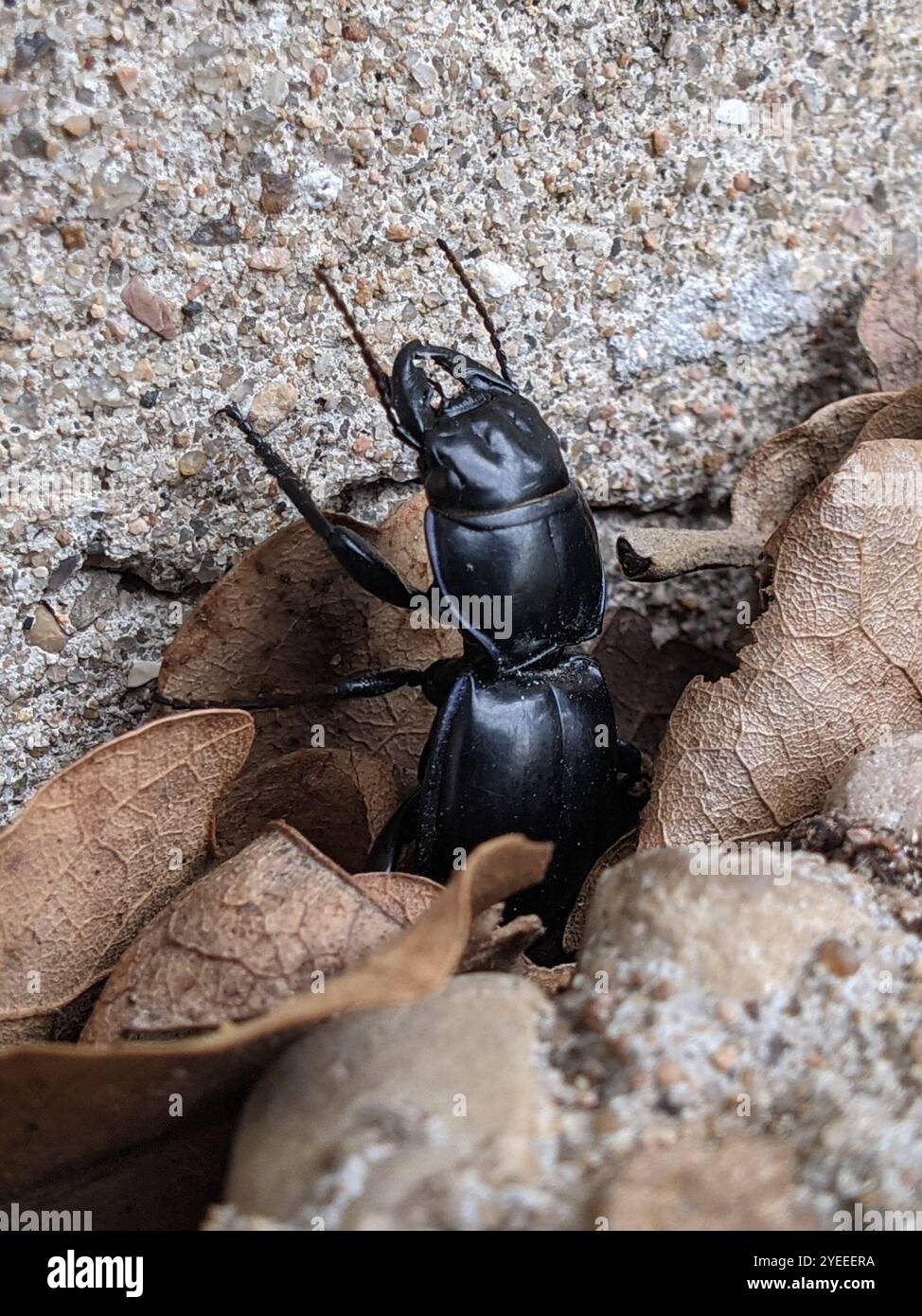 Warrior Beetles (Pasimachus Stock Photo - Alamy