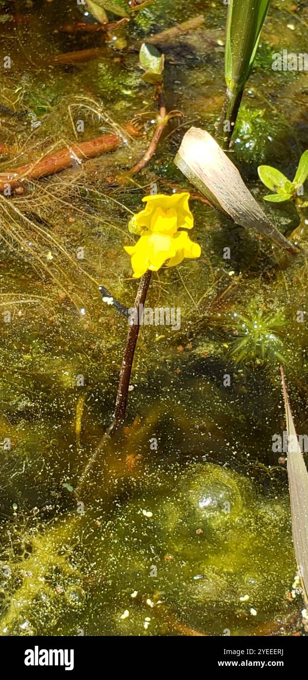 Swollen bladderwort hi-res stock photography and images - Alamy