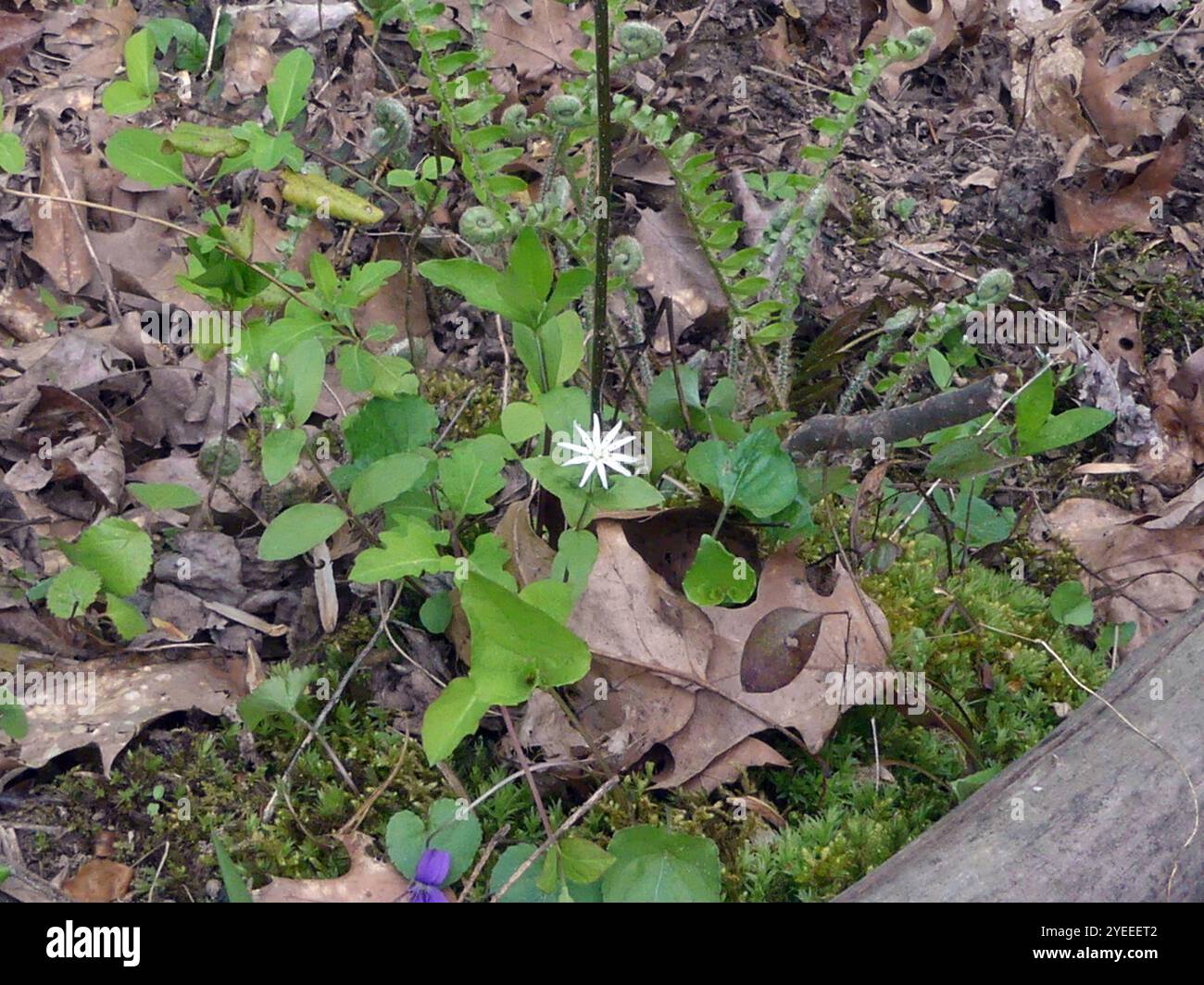 star chickweed (Stellaria pubera Stock Photo - Alamy