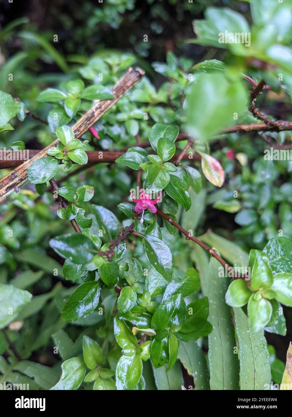 Fuchsia microphylla hi-res stock photography and images - Alamy