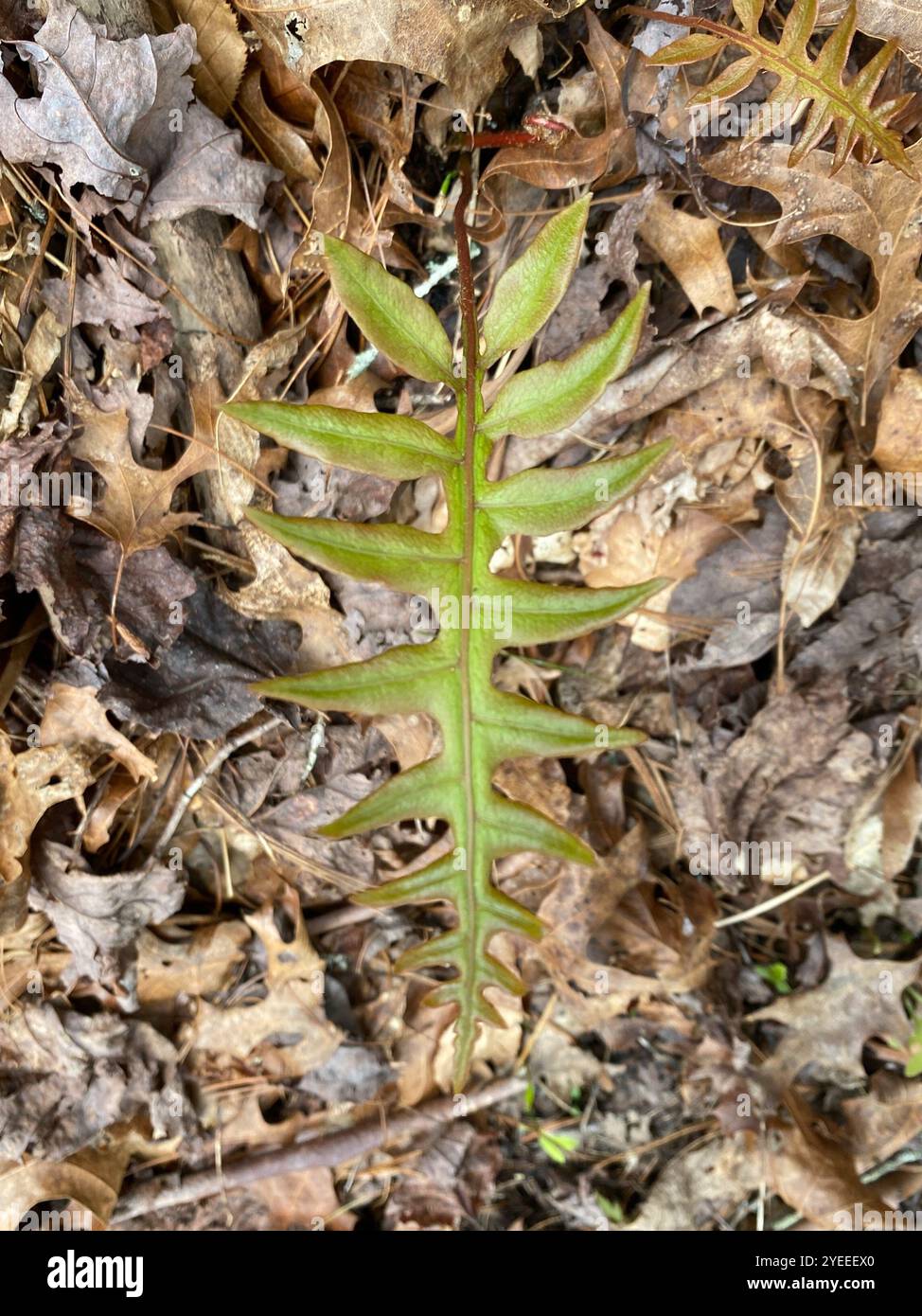 netted chain fern (Woodwardia areolata Stock Photo - Alamy