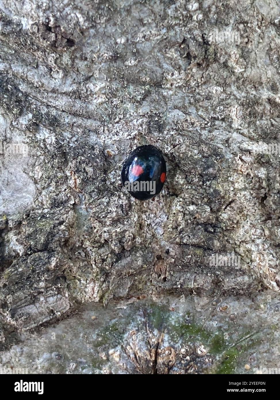 Twice-stabbed Lady Beetle (Chilocorus stigma Stock Photo - Alamy