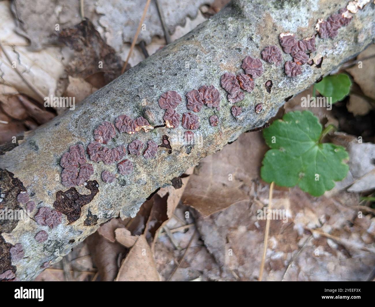 Peniophora rufa hi-res stock photography and images - Alamy