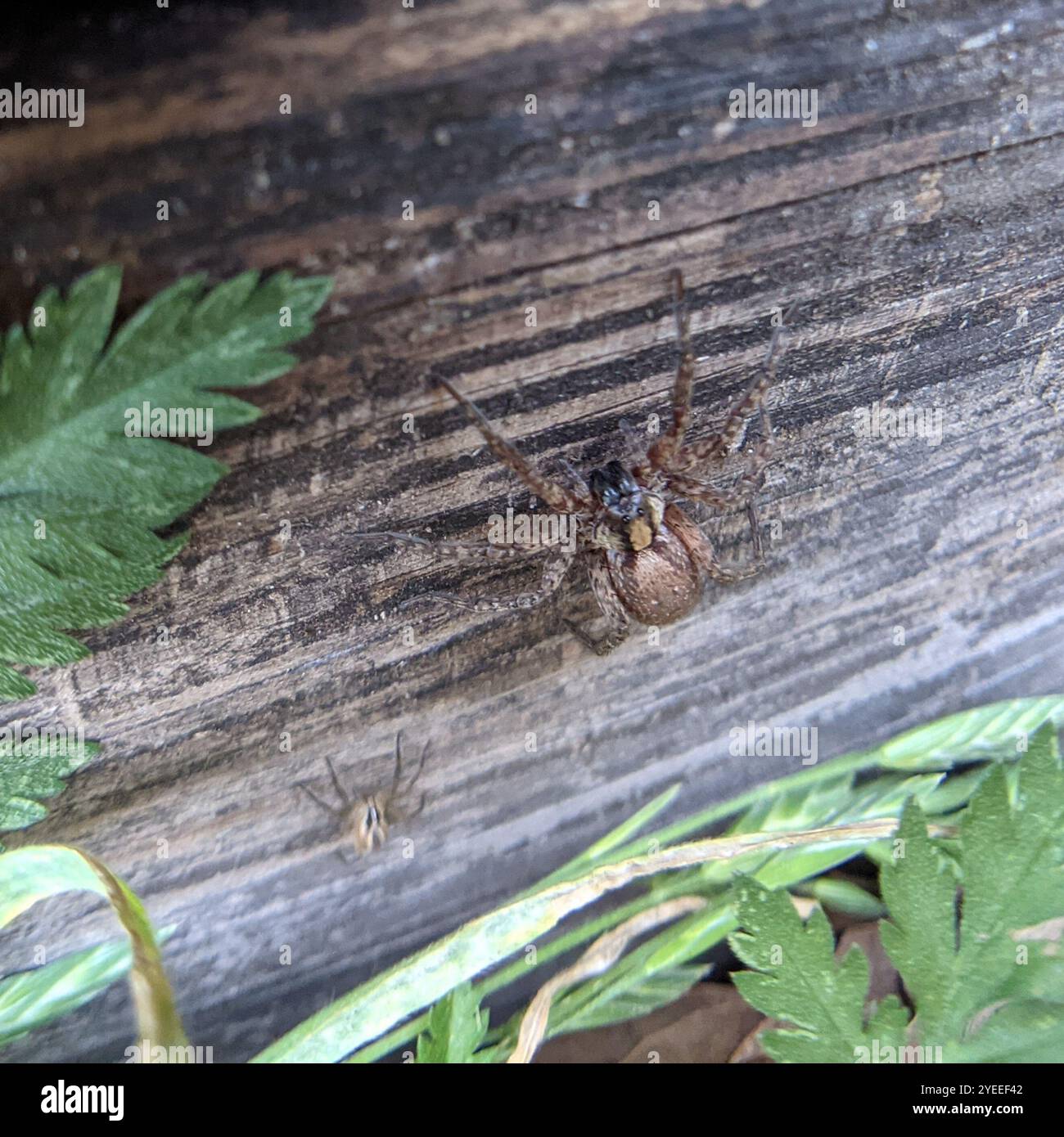 Wolf Spiders (Lycosidae Stock Photo - Alamy
