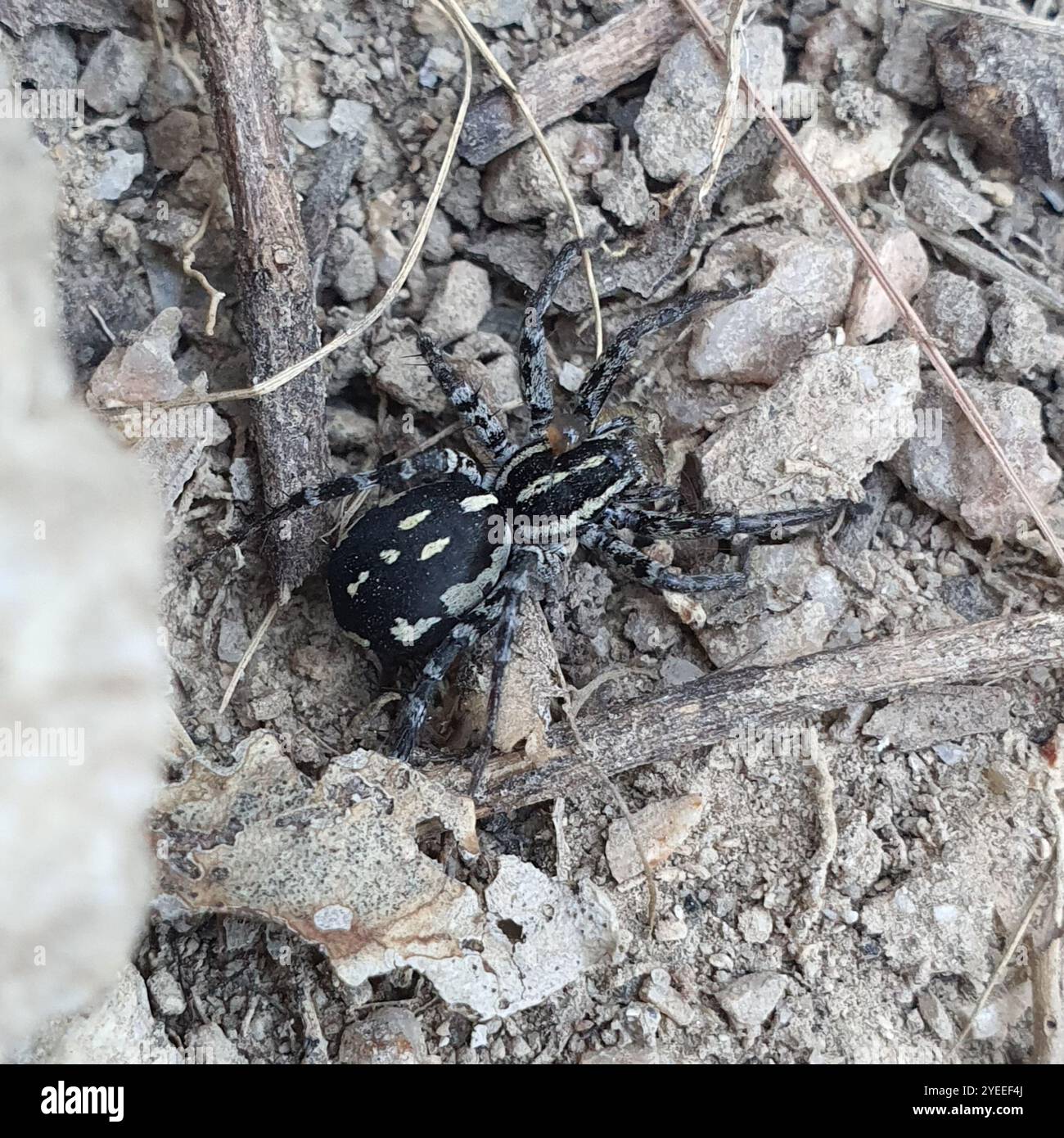 Spotted Ground Swift Spider (Nyssus coloripes Stock Photo - Alamy