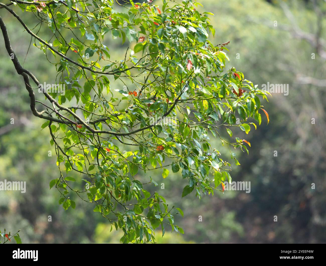 Camphor Tree (Cinnamomum camphora Stock Photo - Alamy