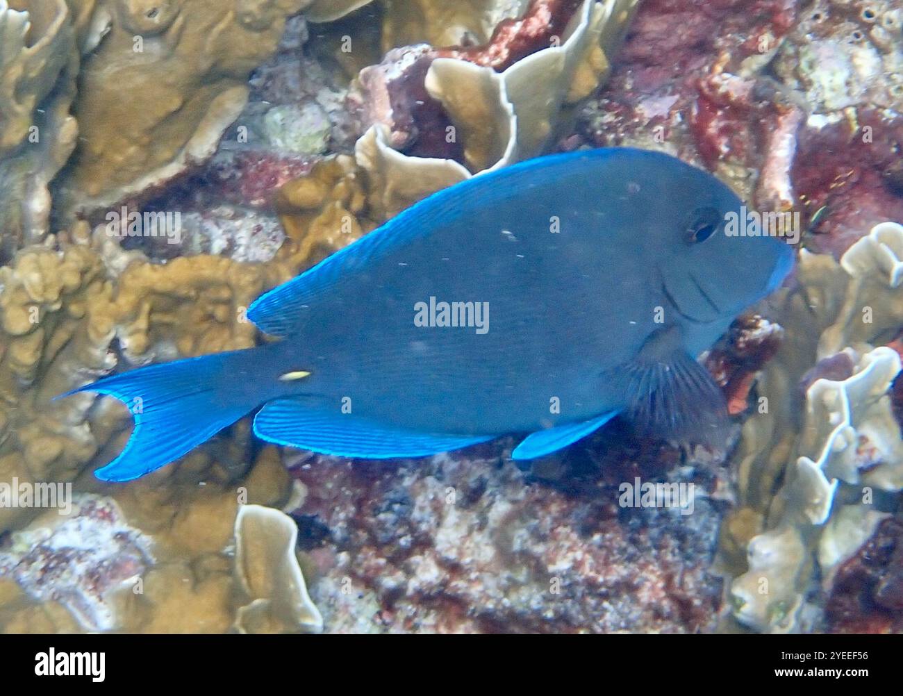 Atlantic Blue Tang (Acanthurus coeruleus Stock Photo - Alamy