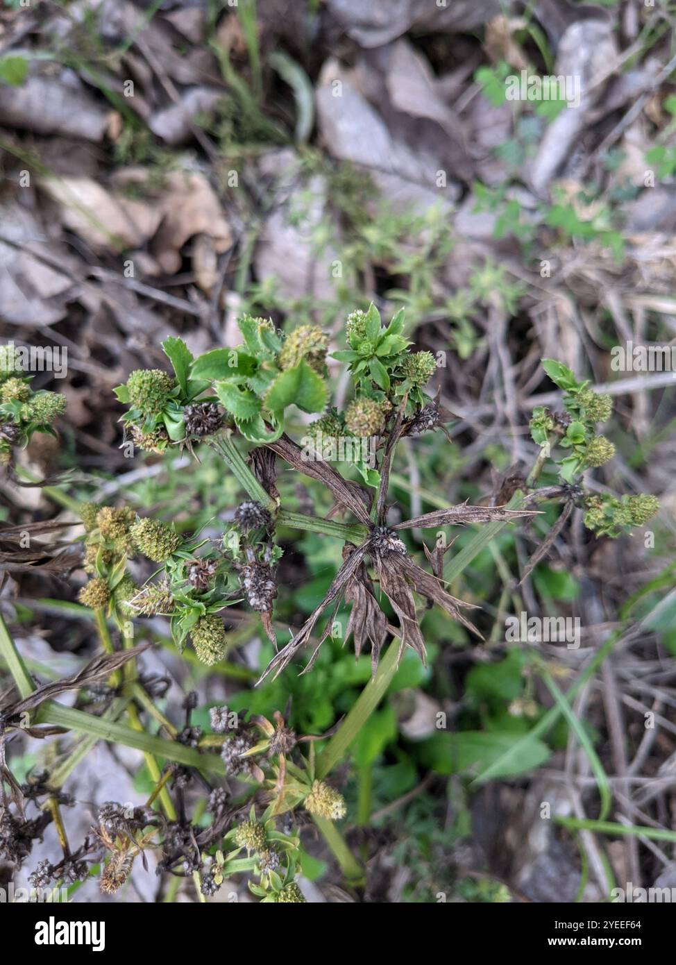 Mexican Culantro (Eryngium foetidum Stock Photo - Alamy