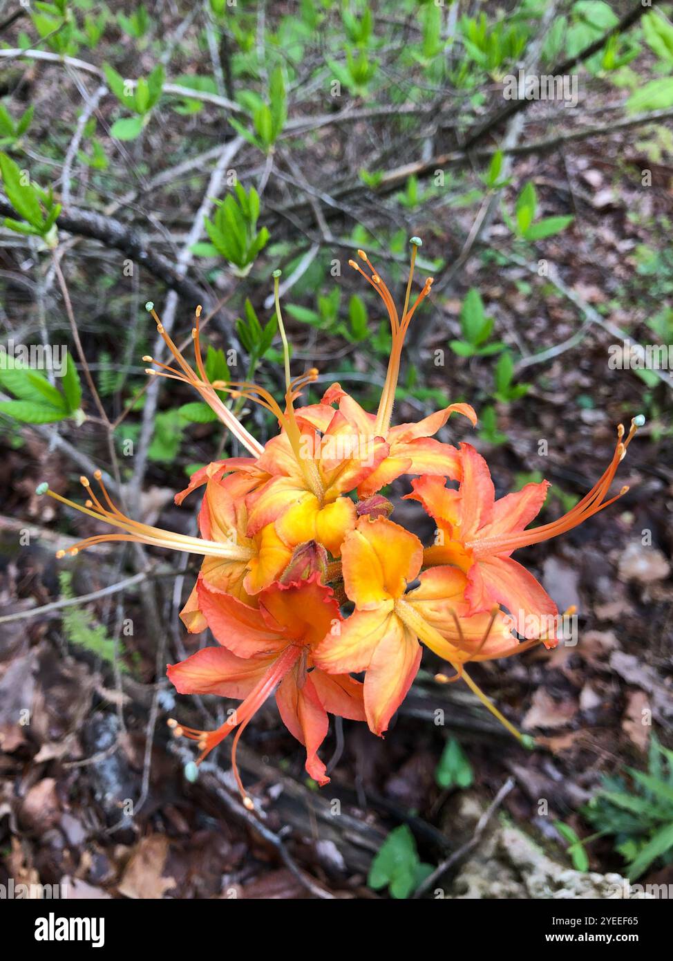 Flame Azalea (Rhododendron calendulaceum Stock Photo - Alamy