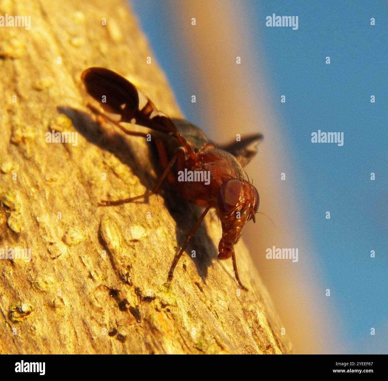 Common Picture-winged Fly (Delphinia picta Stock Photo - Alamy